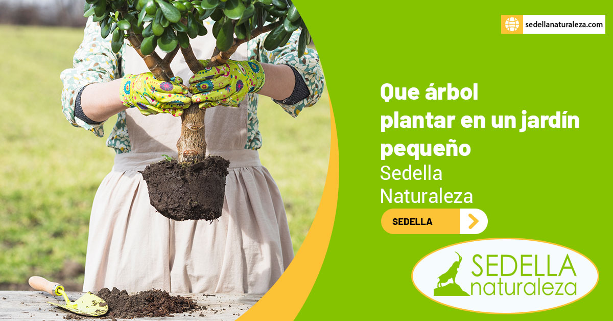 Que árbol plantar en un jardín pequeño - Sedella Naturaleza